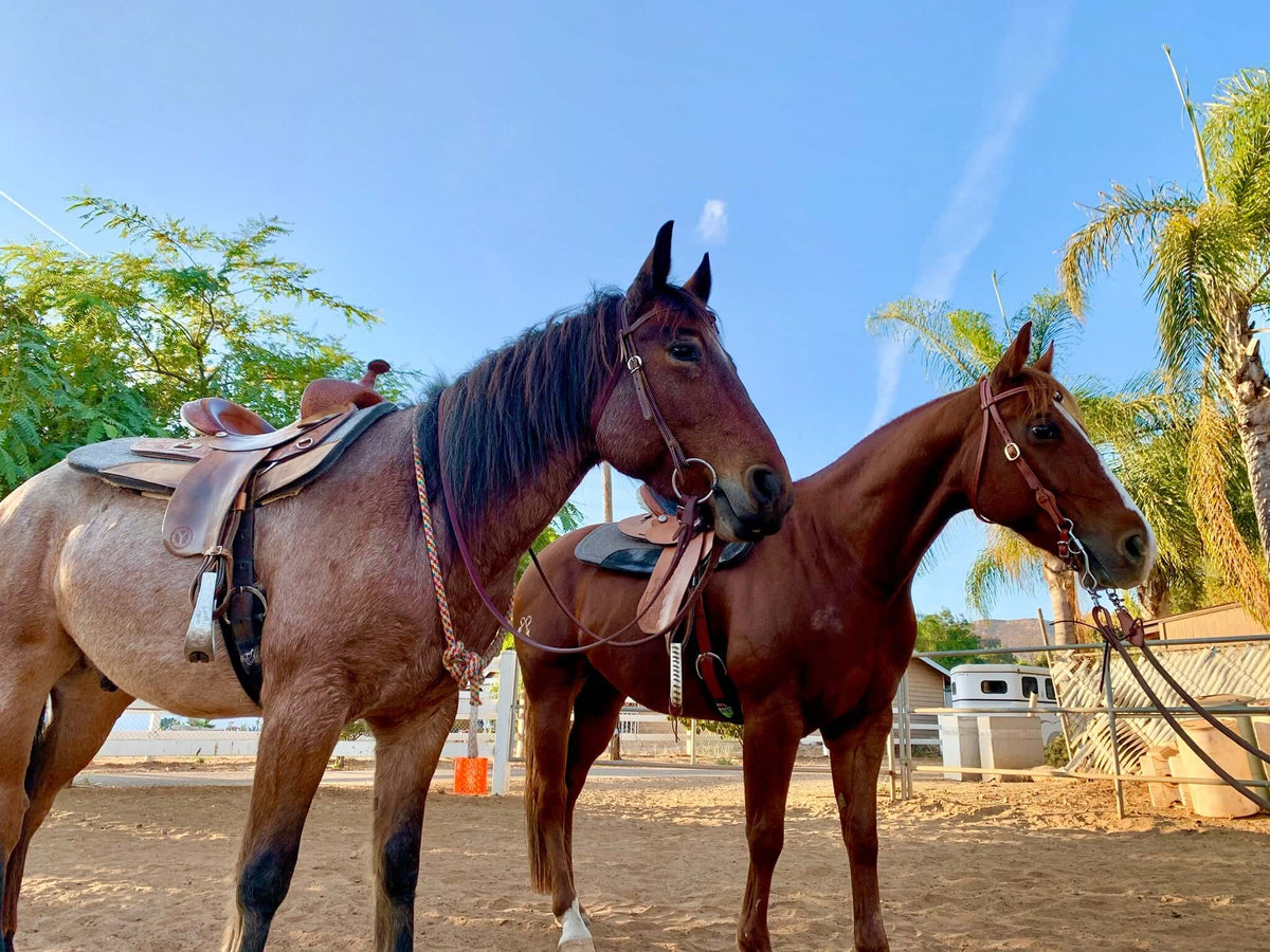 How to properly mount a horse? by Jessica Best