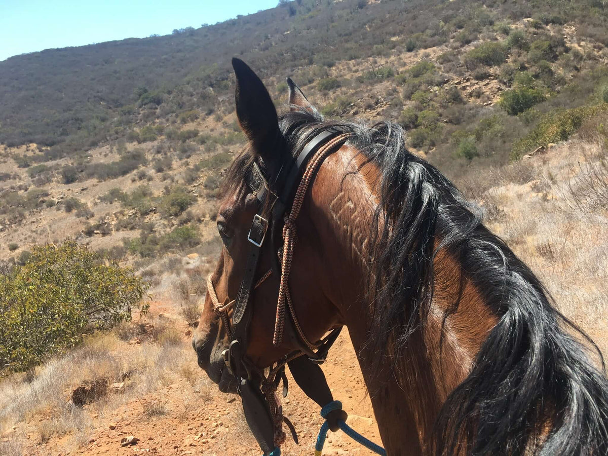 Are you ready to get a mustang? by Jessica Best